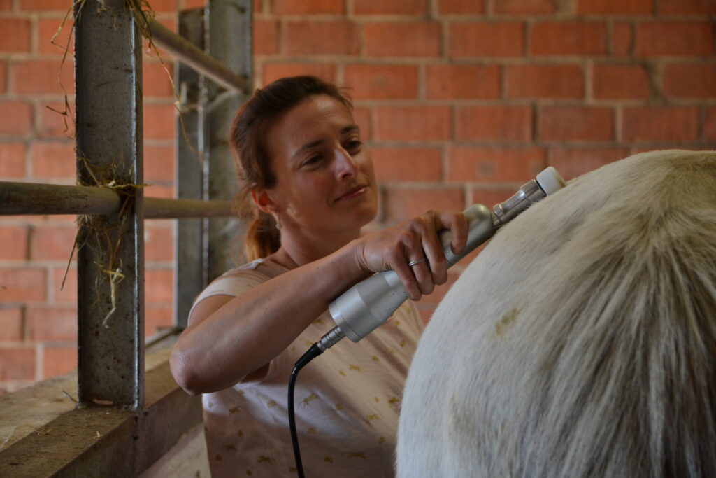 Faszien beim Pferd - vielfach gehypt, einfach dargestellt - EQUISIO